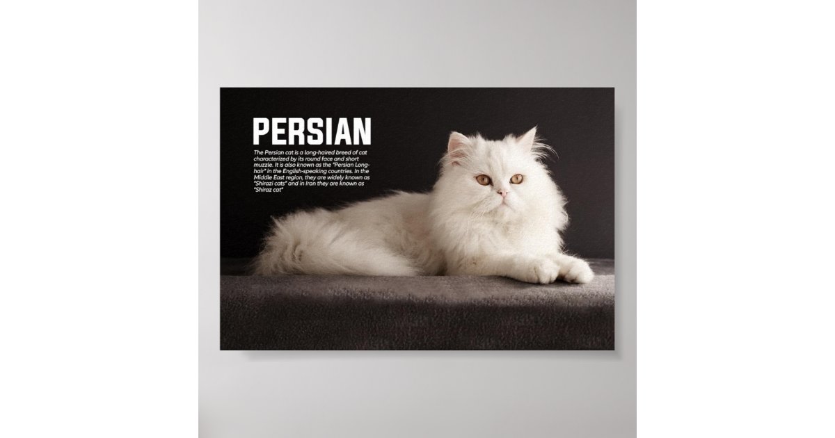 Persian/Shirazi Cat Breed Poster | Zazzle