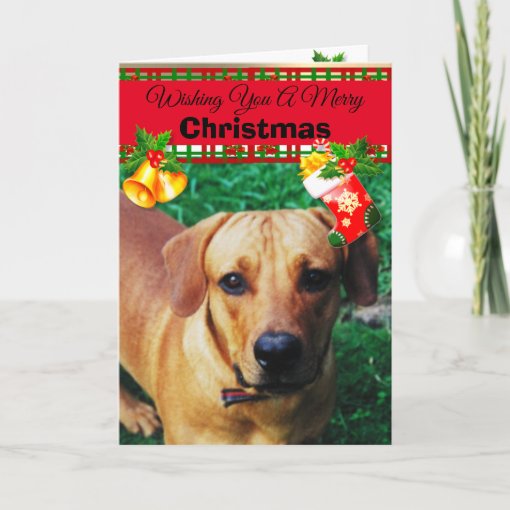 Personalised Custom Dog Photo Christmas Cards | Zazzle