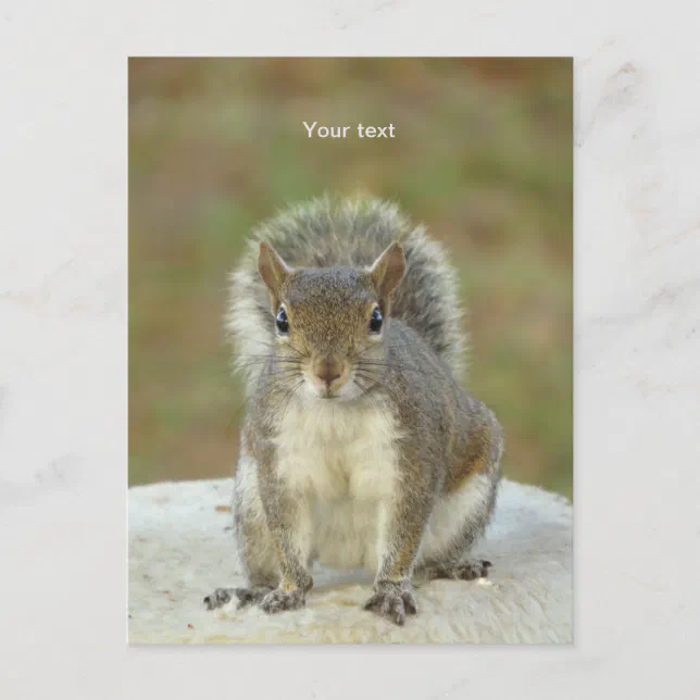 Personalize Cute Squirrel face to face photography Postcard | Zazzle