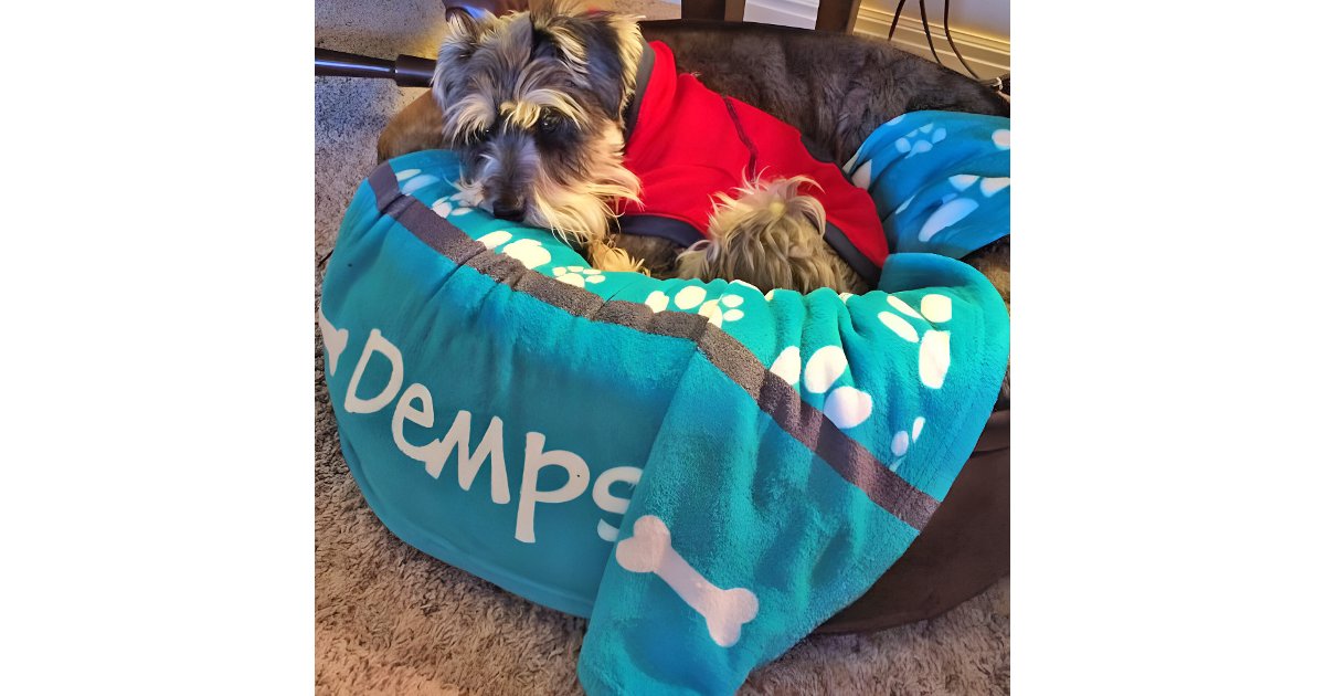 Personalized Dog Blanket Paws Name and Bones | Zazzle