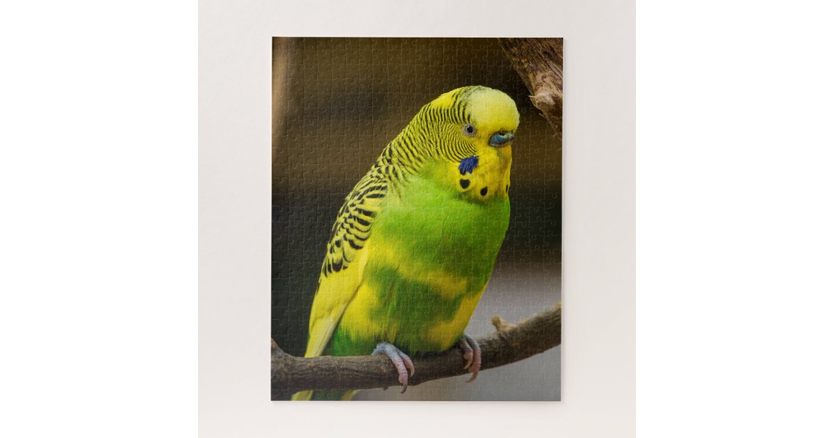 Personalized English Budgie Parakeet Jigsaw Puzzle | Zazzle