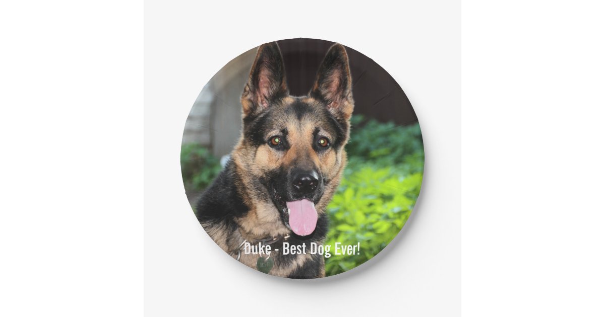 Personalized German Shepherd Dog Photo, Dog Name Paper Plates | Zazzle