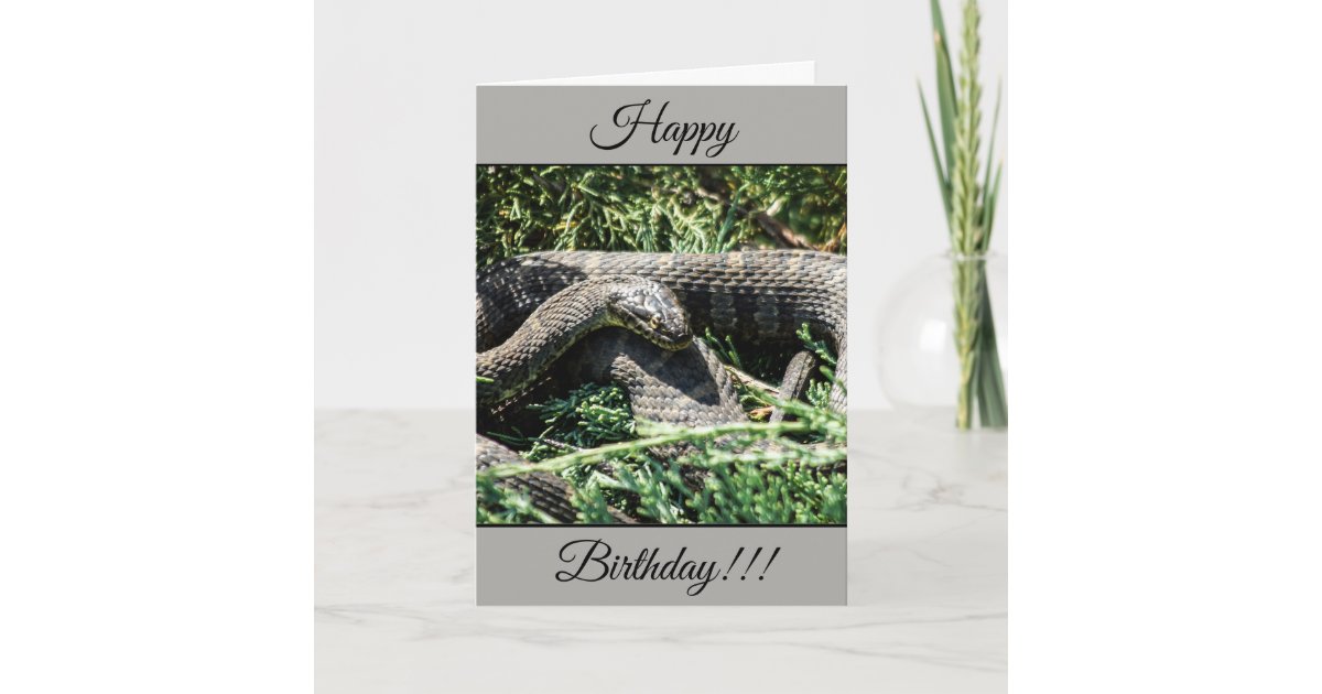 Personalized Happy Birthday Snake Card | Zazzle.com
