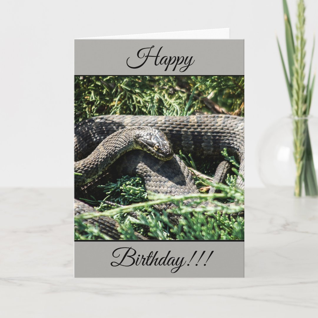 Personalized Happy Birthday Snake Card | Zazzle