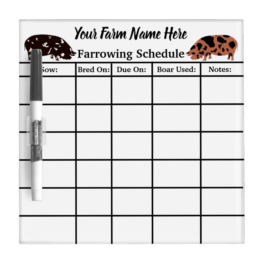 Personalized KuneKune Pig Farrowing Schedule Dry Erase Board | Zazzle