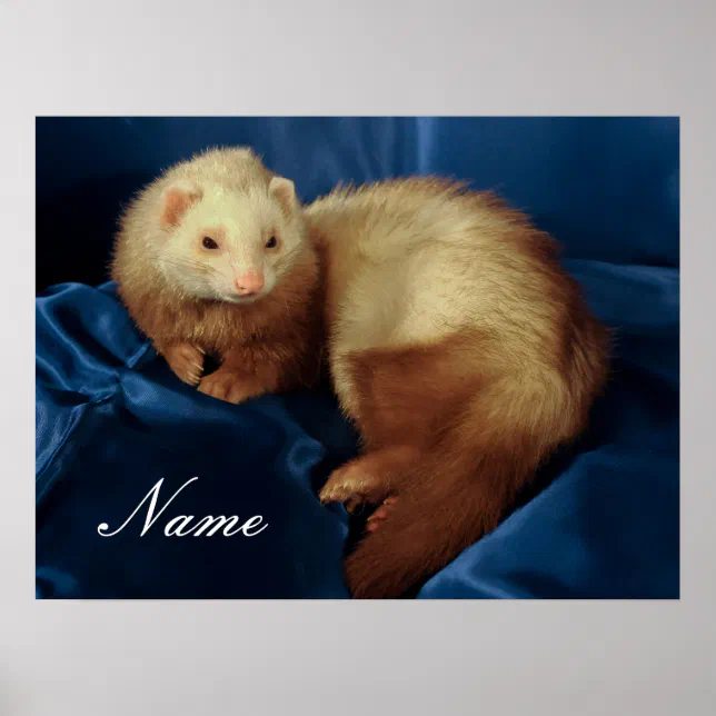 Personalized Pet Ferret Poster | Zazzle