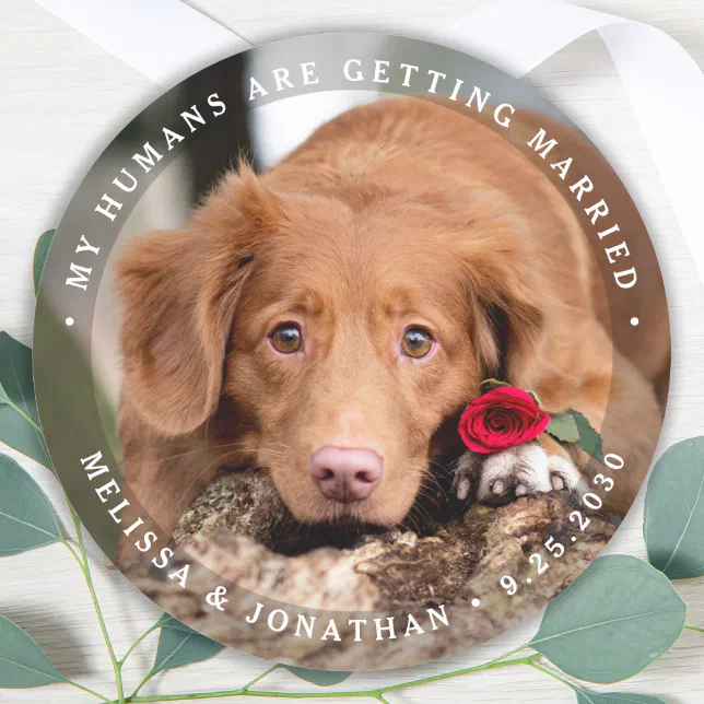 Personalized Pet Photo Engagement Dog Wedding Classic Round Sticker ...