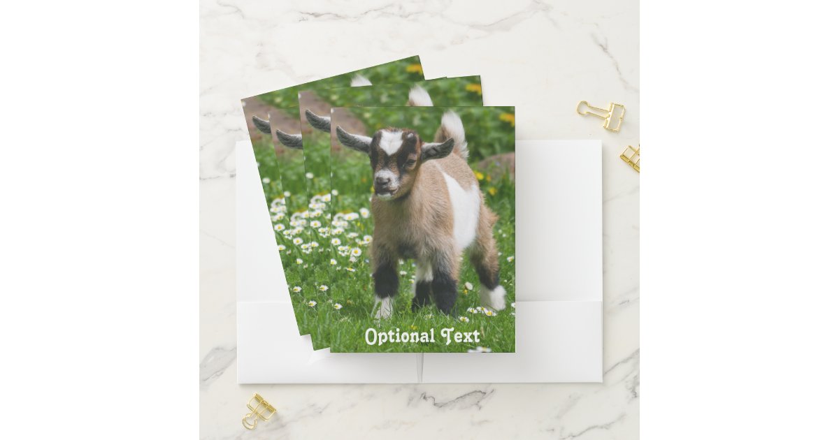 Personalized Pygmy Dwarf Goat Kid Pocket Folder | Zazzle