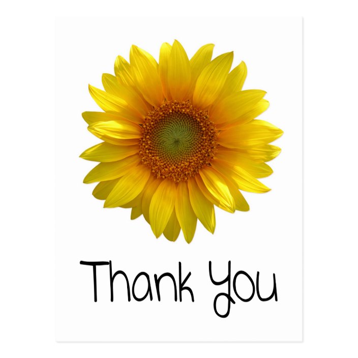 Personalized Thank You Sunflower Greeting Postcard | Zazzle.com