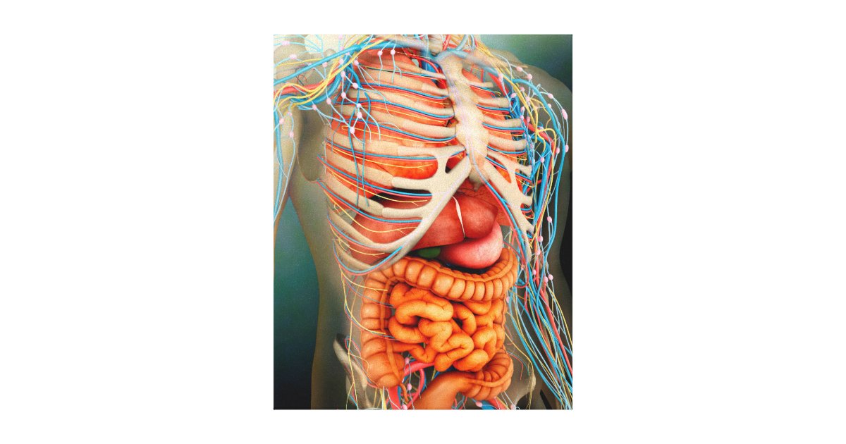 Perspective View Of Human Body, Whole Organs Canvas Print | Zazzle