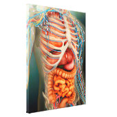 Perspective View Of Human Body, Whole Organs Canvas Print | Zazzle
