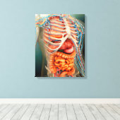 Perspective View Of Human Body, Whole Organs Canvas Print | Zazzle