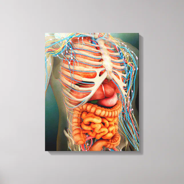 Perspective View Of Human Body, Whole Organs Canvas Print | Zazzle