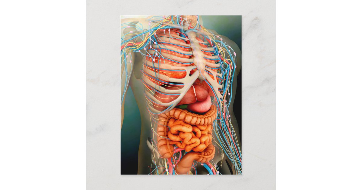 Perspective View Of Human Body, Whole Organs Postcard | Zazzle