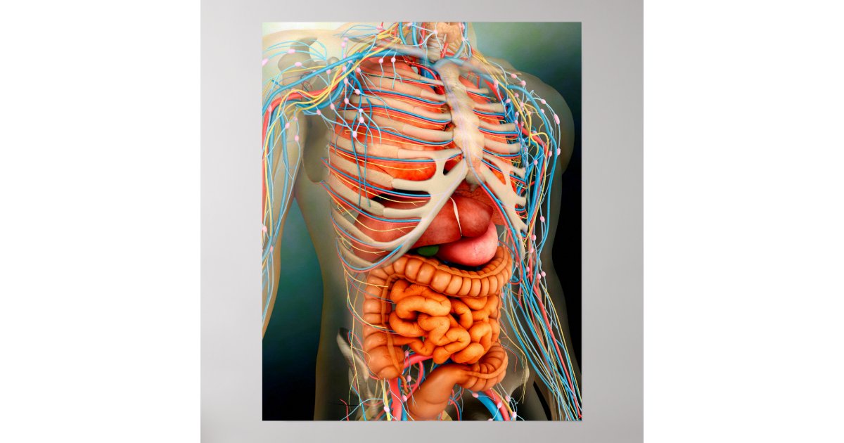 Perspective View Of Human Body, Whole Organs Poster | Zazzle