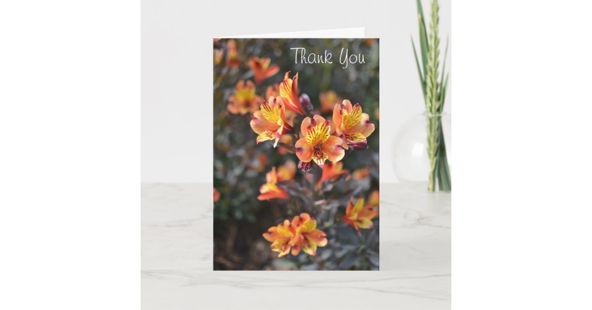 Peruvian Lily Flowers at RHS Garden Wisley Thank You Card | Zazzle