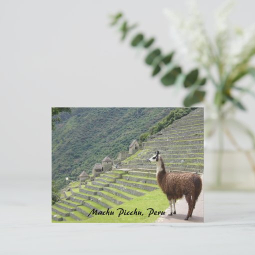 peruvian llama postcard | Zazzle