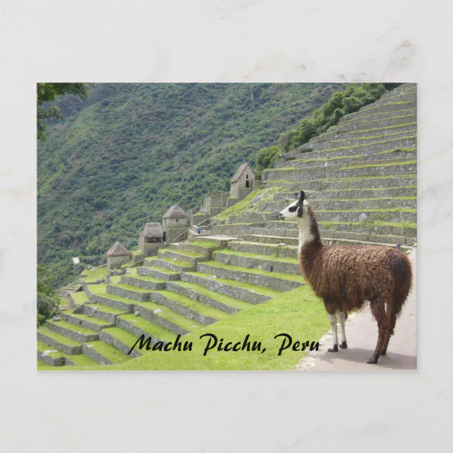 peruvian llama postcard | Zazzle