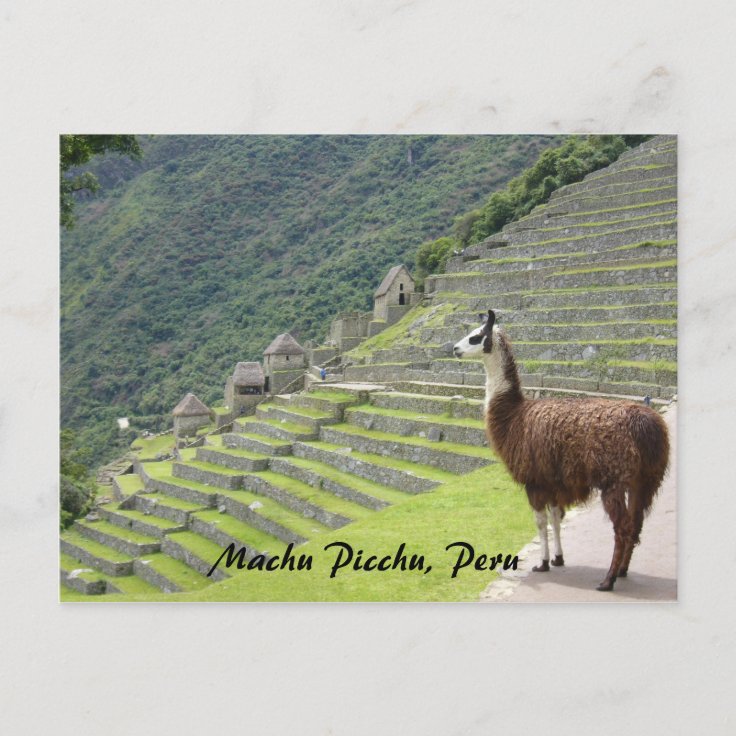 peruvian llama postcard | Zazzle