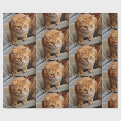 Pet Cat Dog Photo Personalize Custom Wrapping Paper | Zazzle