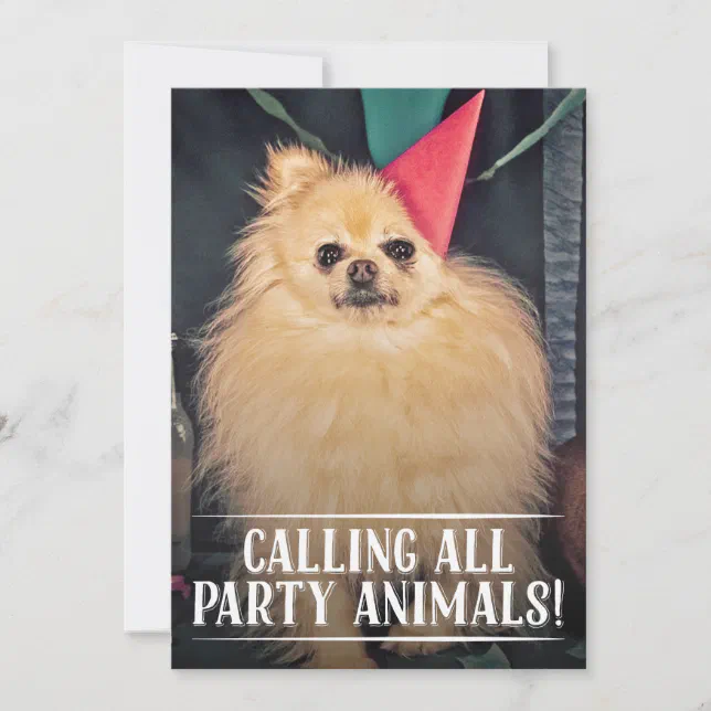 PET DOG'S BIRTHDAY PARTY PHOTO INVITE | Zazzle