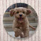 Pet Photo Button Pin | Custom Dog Picture DIY Pins | Zazzle