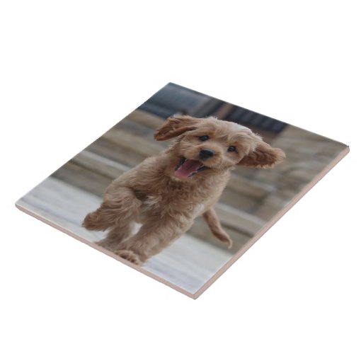 Pet Photo | Picture Upload Cute Adorable Dog Ceramic Tile | Zazzle