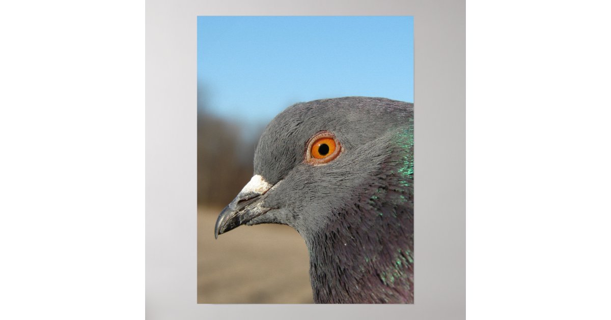 Pet Pigeon Poster | Zazzle