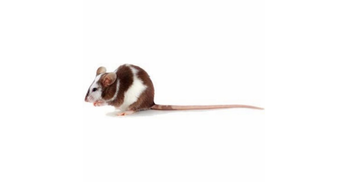 pet rat cutout | Zazzle