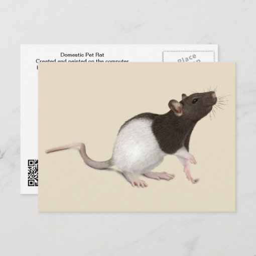 Pet Rat Painting Postcard | Zazzle
