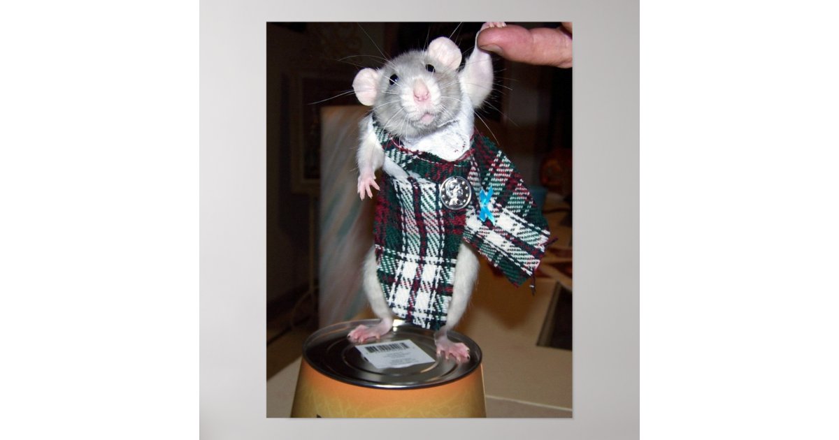 Pet Rat Ruby Poster - Kilt | Zazzle