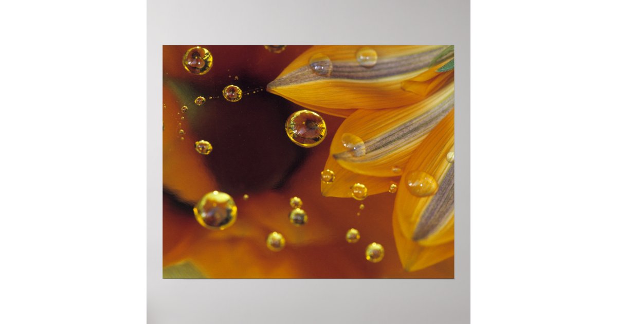 Petals on Mylar reflective surface with drops. Poster | Zazzle