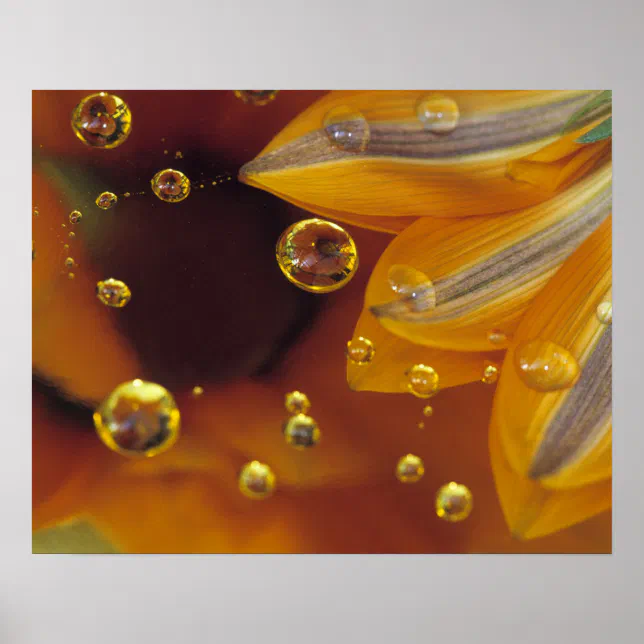 Petals on Mylar reflective surface with drops. Poster | Zazzle