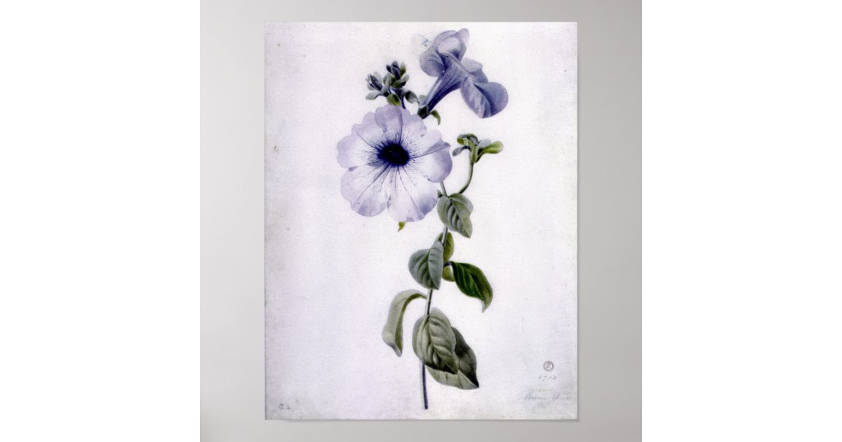 Petunia Poster | Zazzle