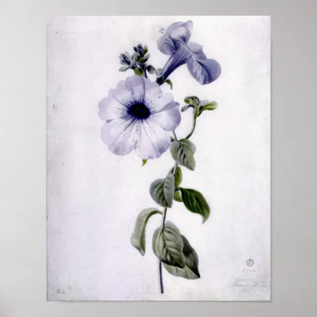 Petunia Poster | Zazzle