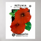 Petunia Vintage Seed Packet Poster | Zazzle.com