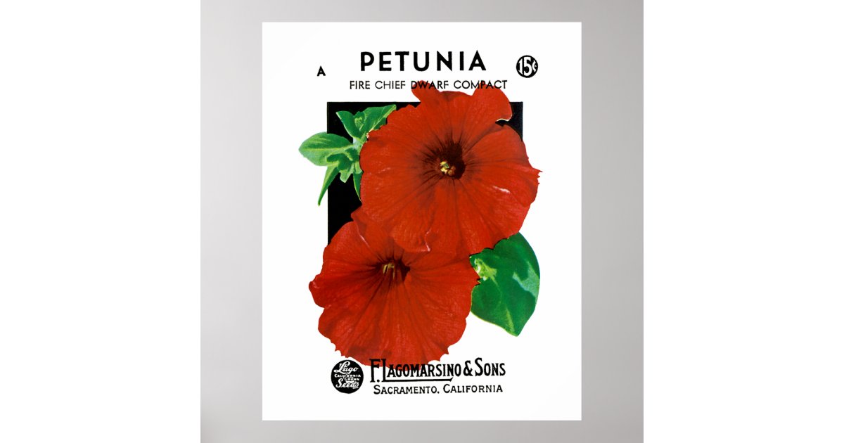 Petunia Poster | Zazzle