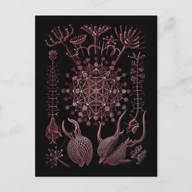 Phaeodaria Sea Shell Detail 1879 Postcard | Zazzle