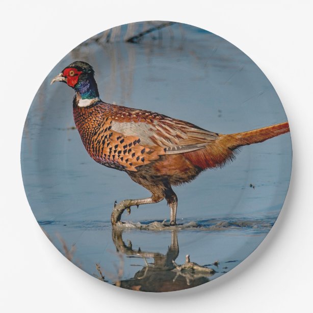 Pheasant Plates | Zazzle