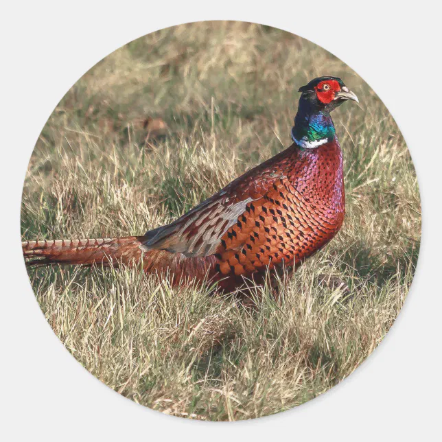 Pheasant Photo Classic Round Sticker | Zazzle