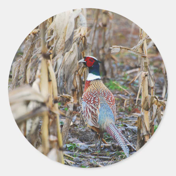 Pheasant Sticker | Zazzle