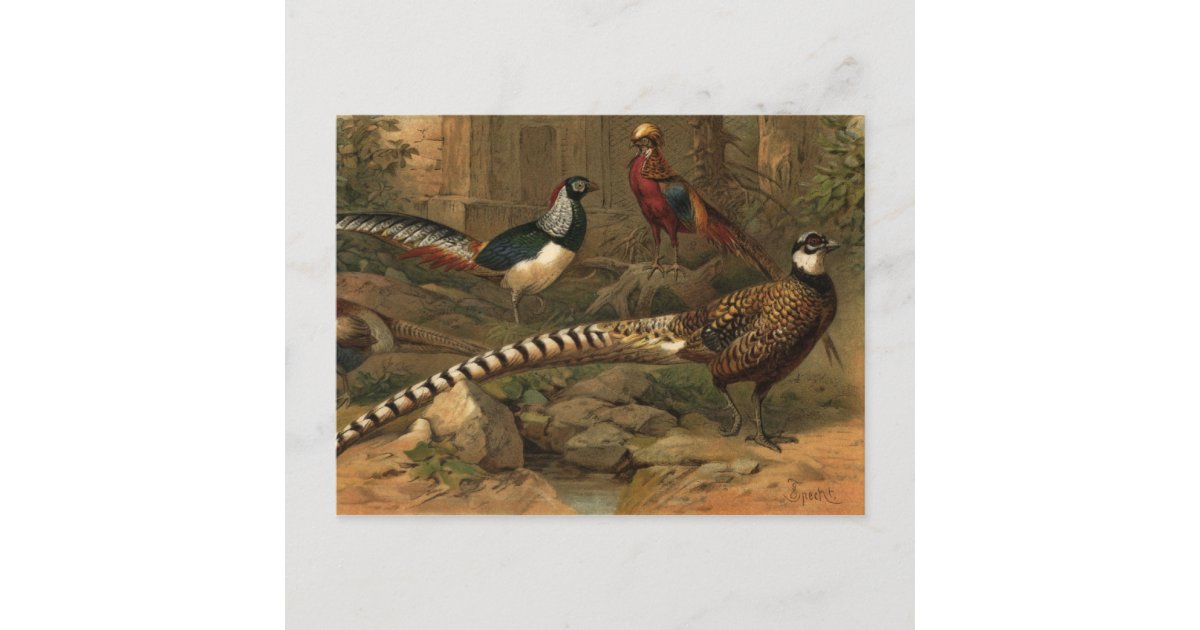 Pheasants postcard | Zazzle