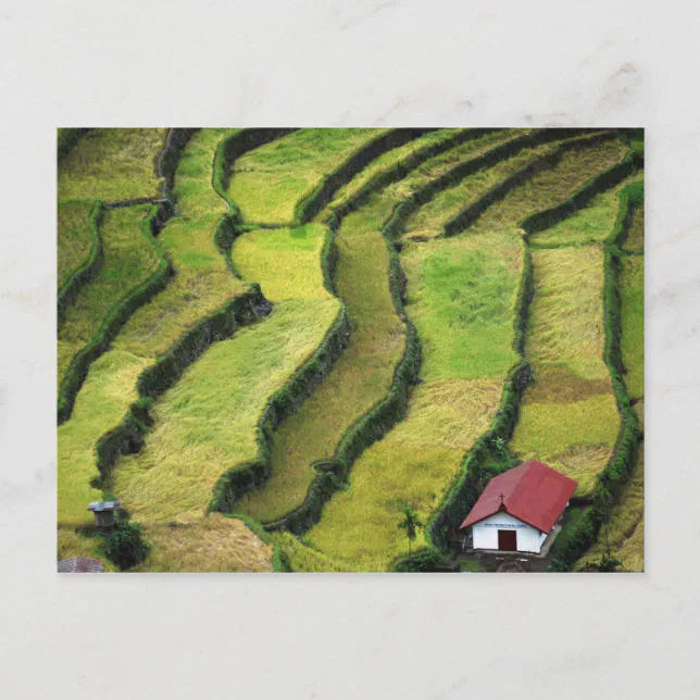 Philippines, Batad, elevated view of rice Postcard | Zazzle