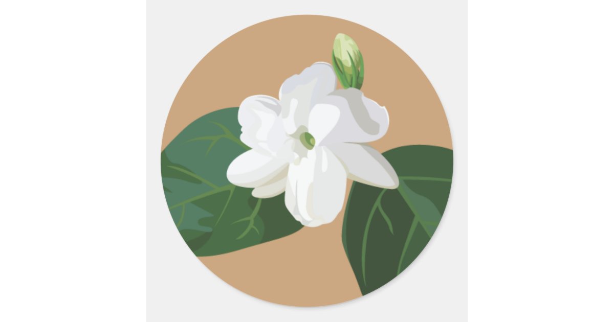Philippines Series: Sampaguita Flower Classic Round Sticker | Zazzle