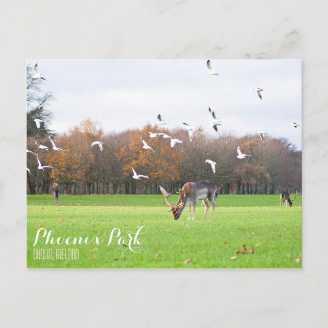 Phoenix Park Postcard | Zazzle