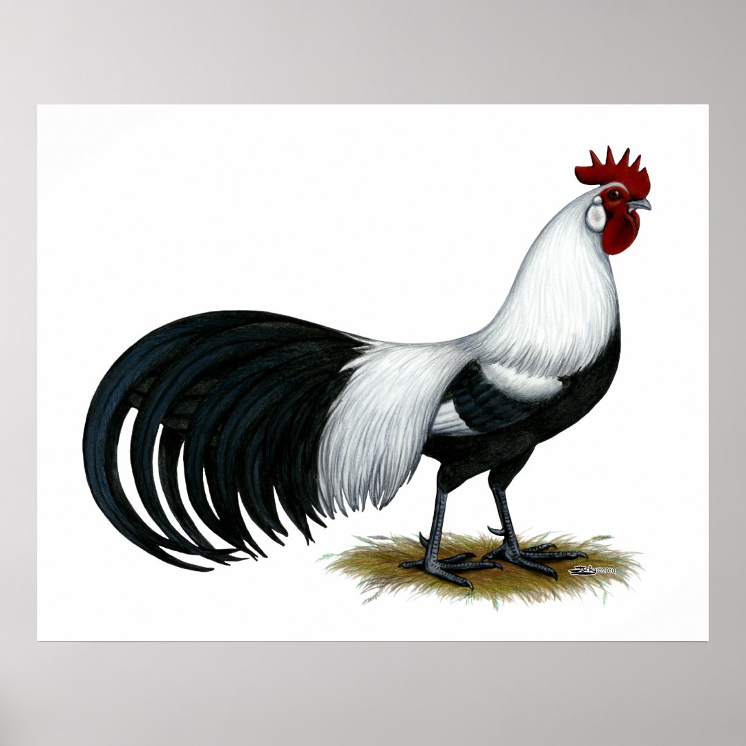 Phoenix: Silver Duckwing Rooster Poster | Zazzle