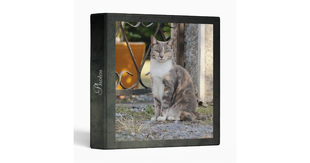 Photo cat , animals. 3 ring binder | Zazzle