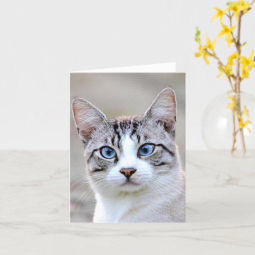 Photo cat , pet , animals . card | Zazzle