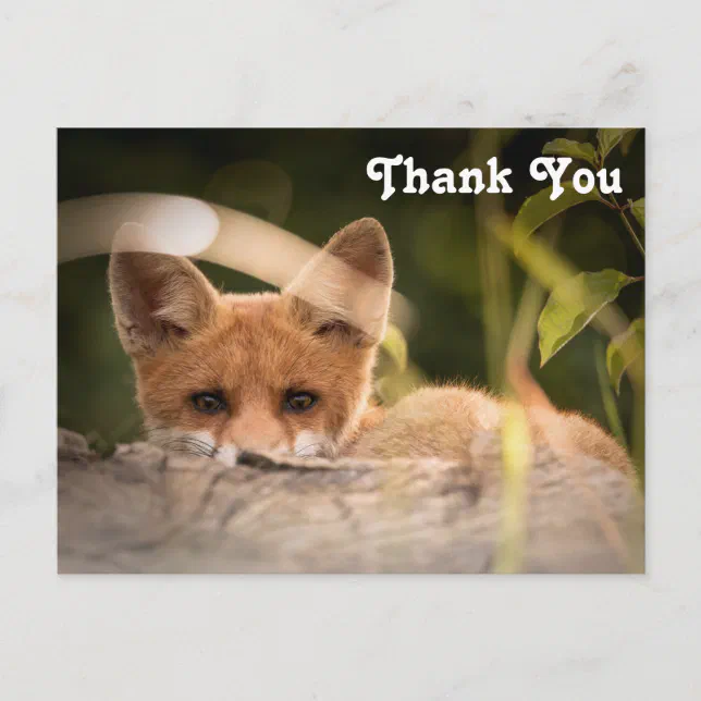 Photo of a Cute Little Fox Thank You Postcard | Zazzle