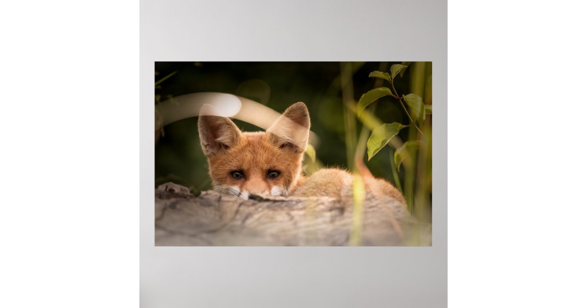 Photo of a Cute Little Orange Fox Poster | Zazzle